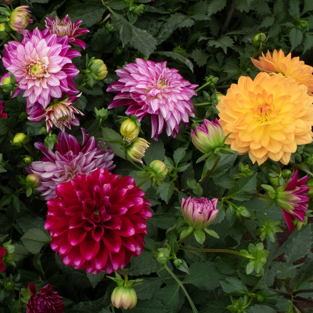 DEDO MORO – Vivero El Encanto