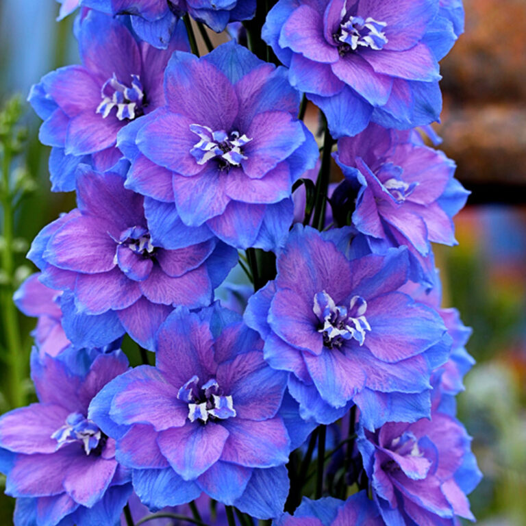 DEDO MORO – Vivero El Encanto