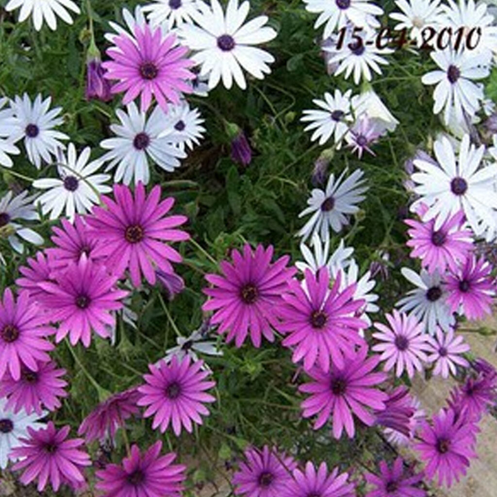 LILI CASA BLANCA – Vivero El Encanto