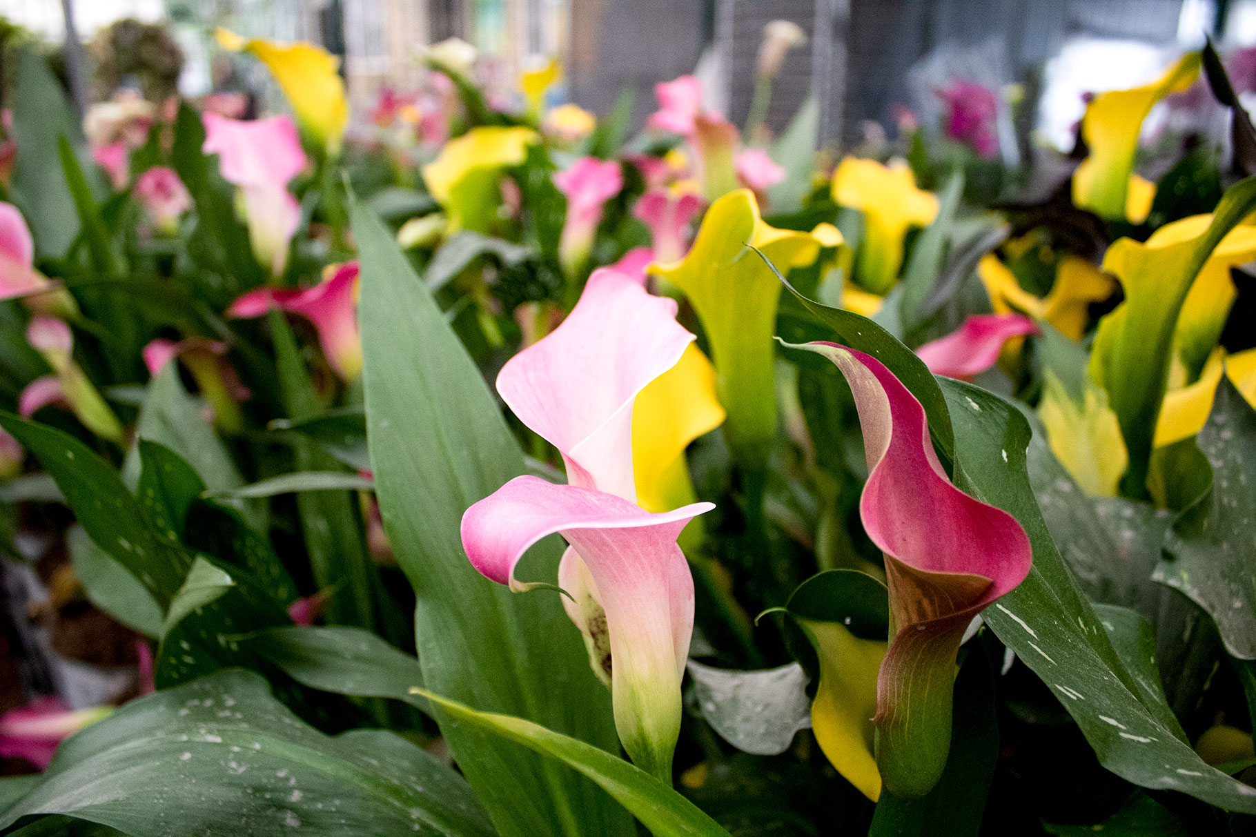 Vivero El Encanto – Somos el Encanto de tu Vida