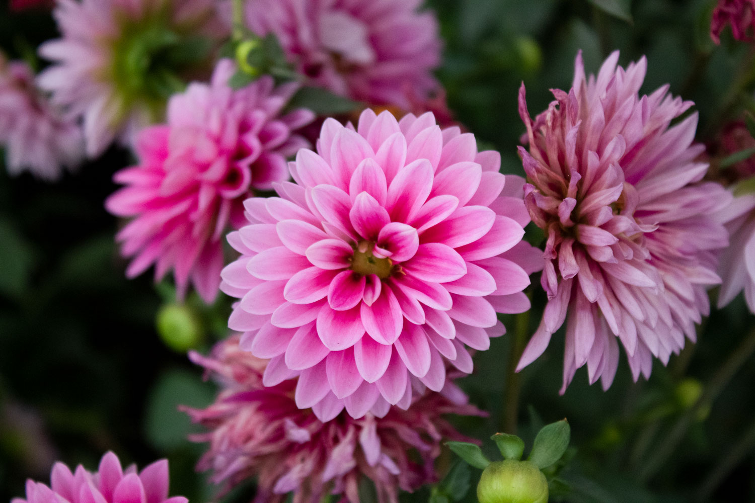 Vivero El Encanto – Somos el Encanto de tu Vida