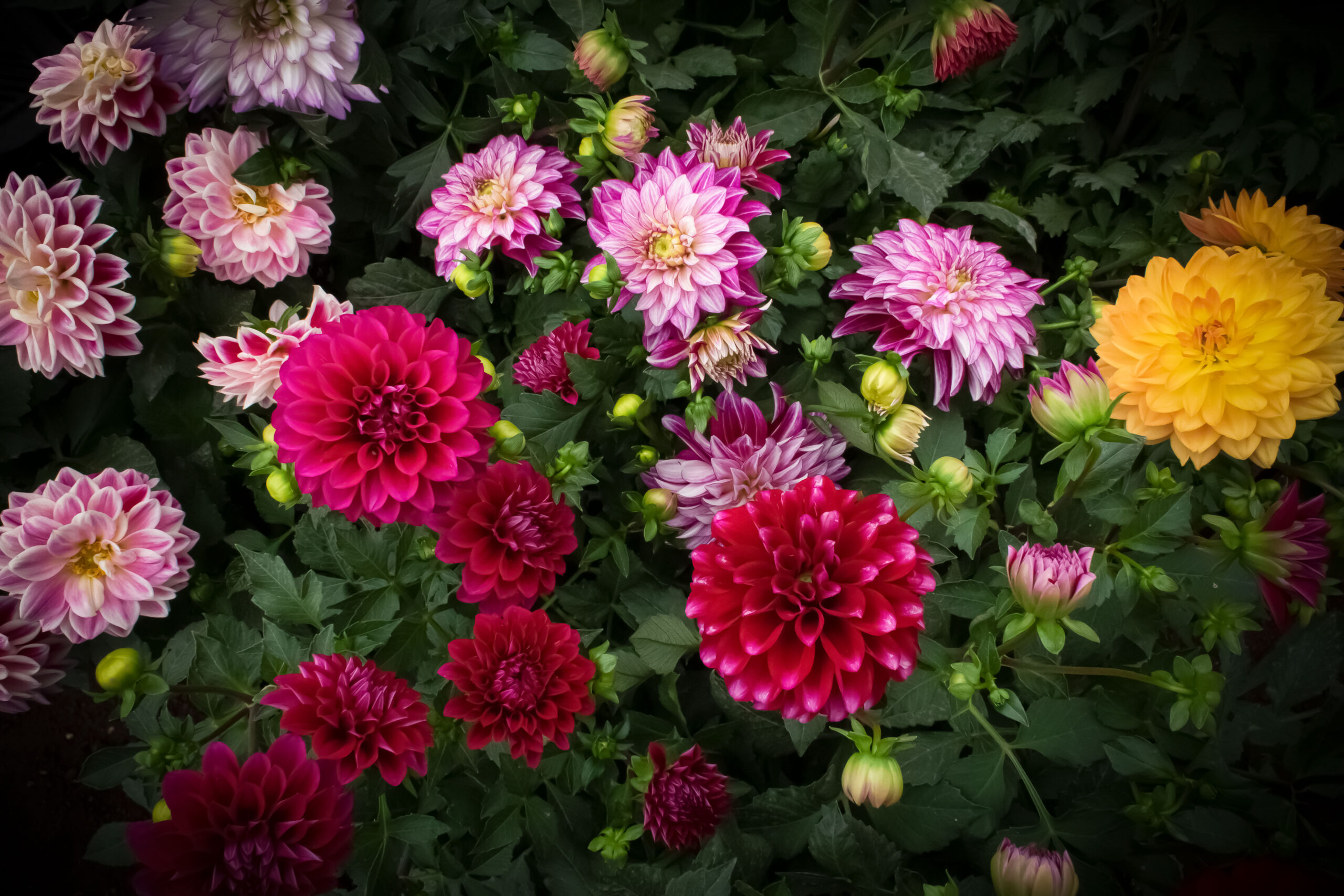 Vivero El Encanto – Somos el Encanto de tu Vida