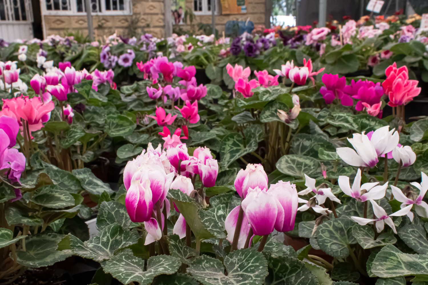 Vivero El Encanto – Somos el Encanto de tu Vida