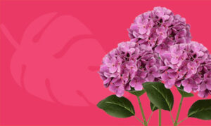 Vivero El Encanto – Somos el Encanto de tu Vida