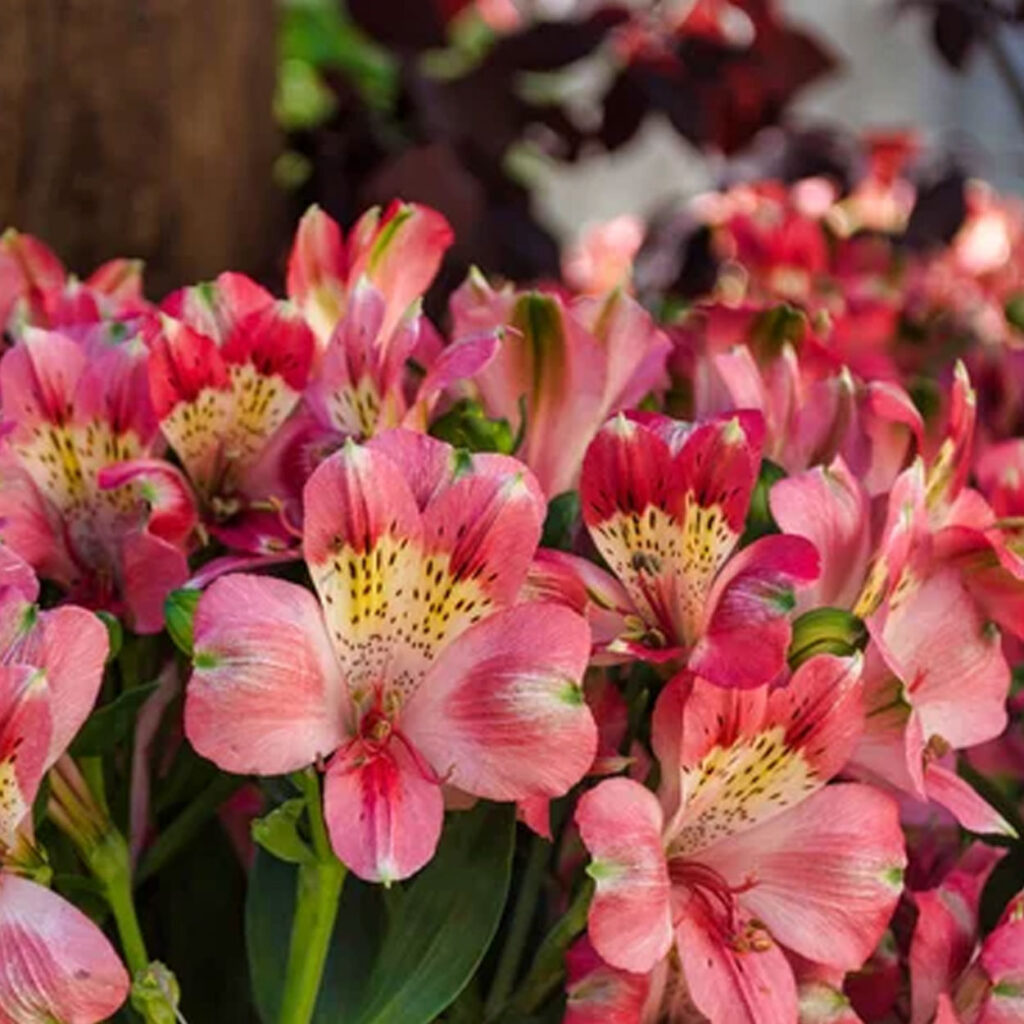 ASTROMELIA – Vivero El Encanto