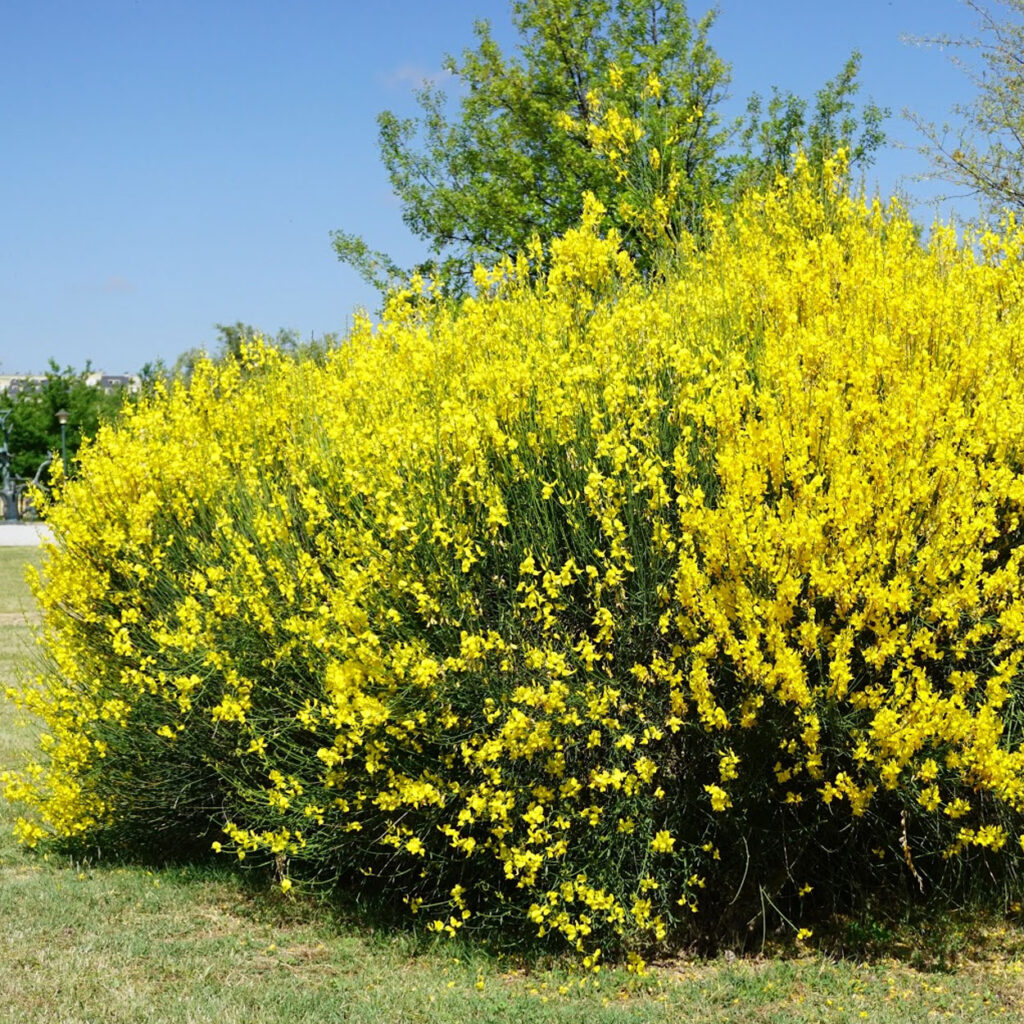 RETAMA – Vivero El Encanto