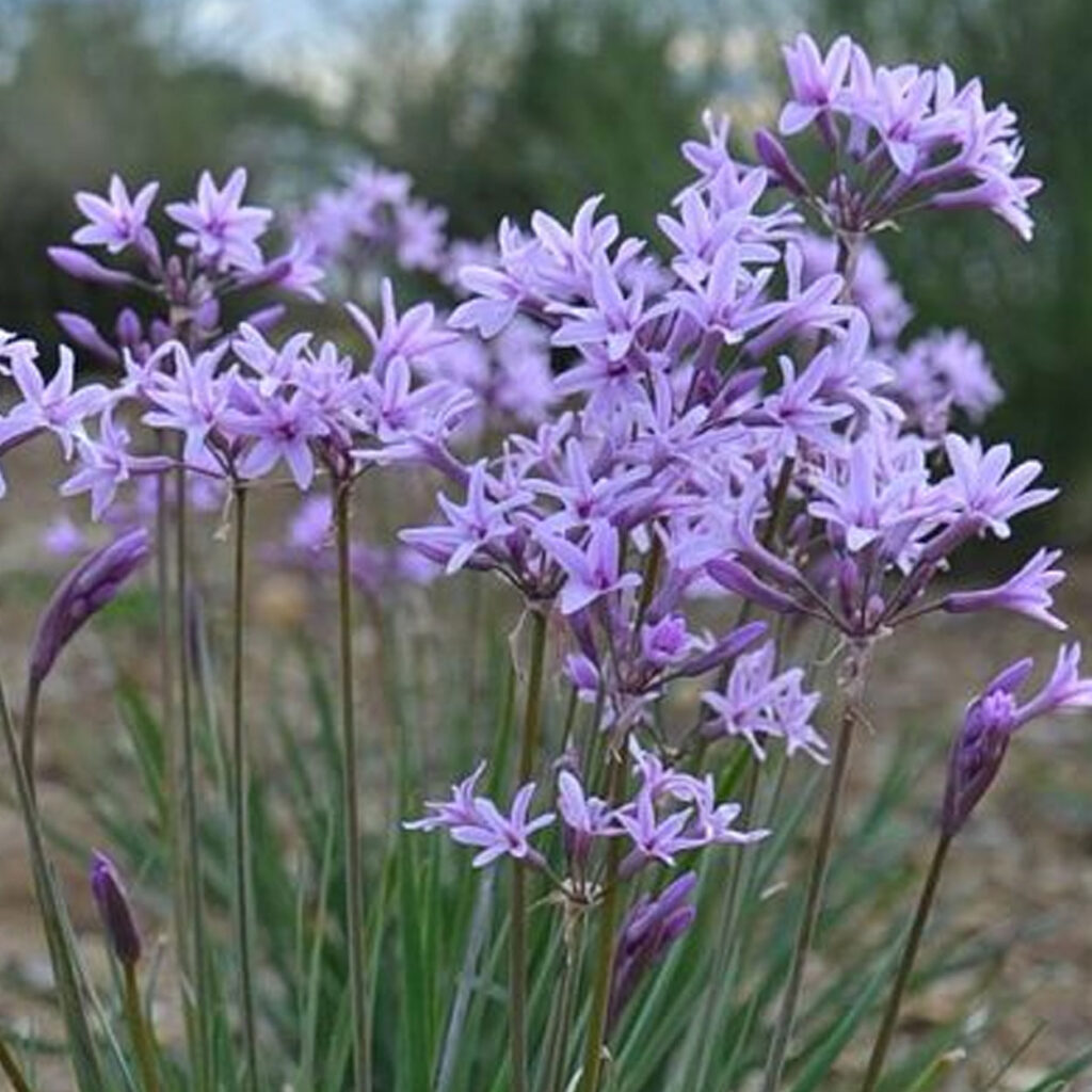 Catálogo – Vivero El Encanto