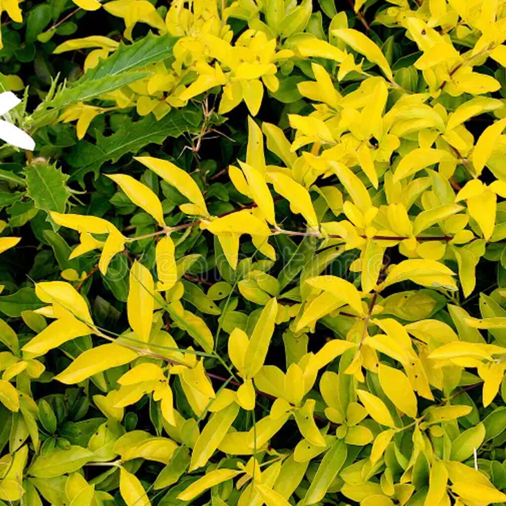 Jardineria – Vivero El Encanto