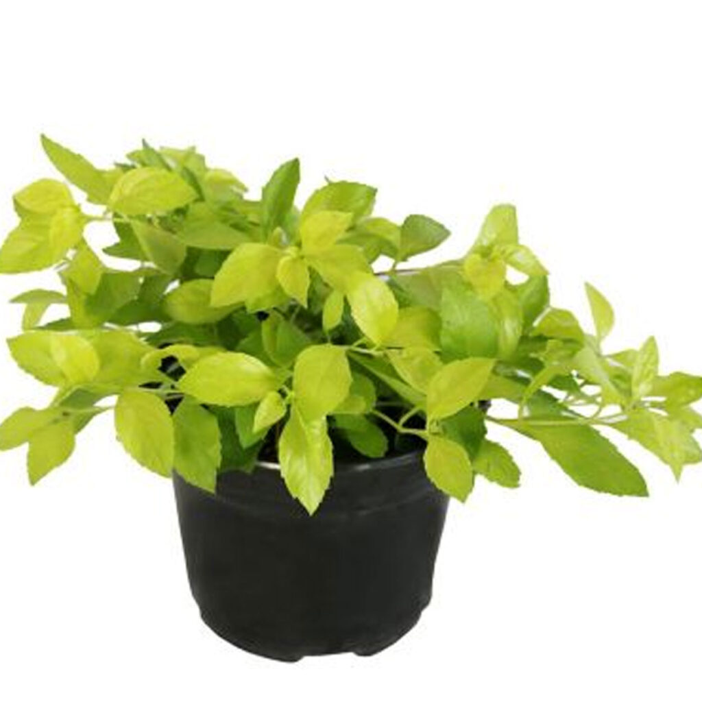 DURANTA CUBA – Vivero El Encanto