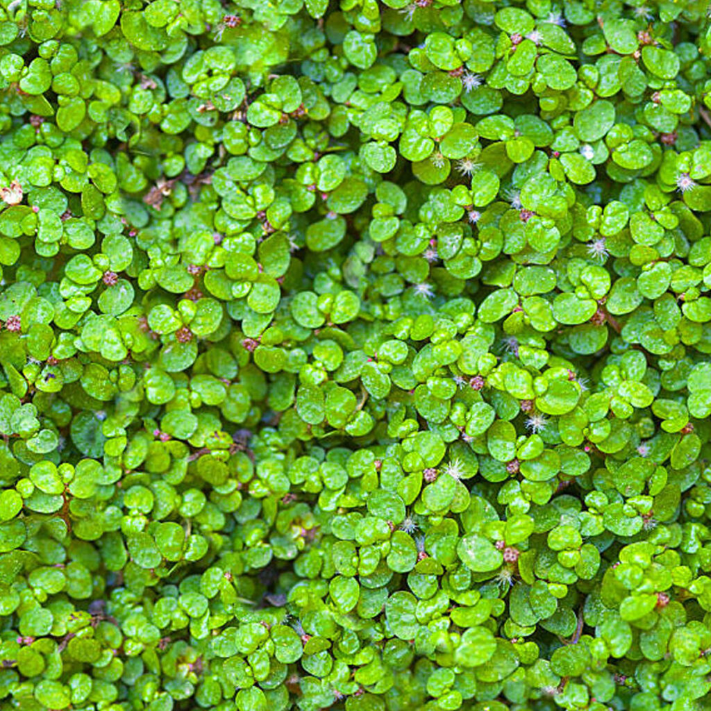 LAGRIMA DE NIÑO – Vivero El Encanto