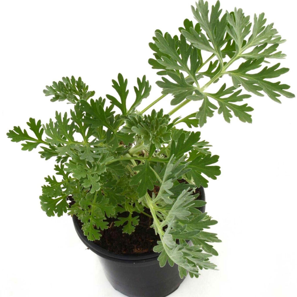 Catálogo – Vivero El Encanto