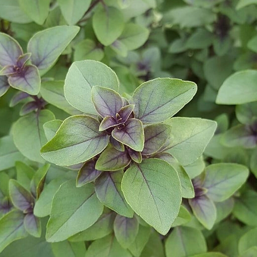 ALBAHACA MORADA – Vivero El Encanto