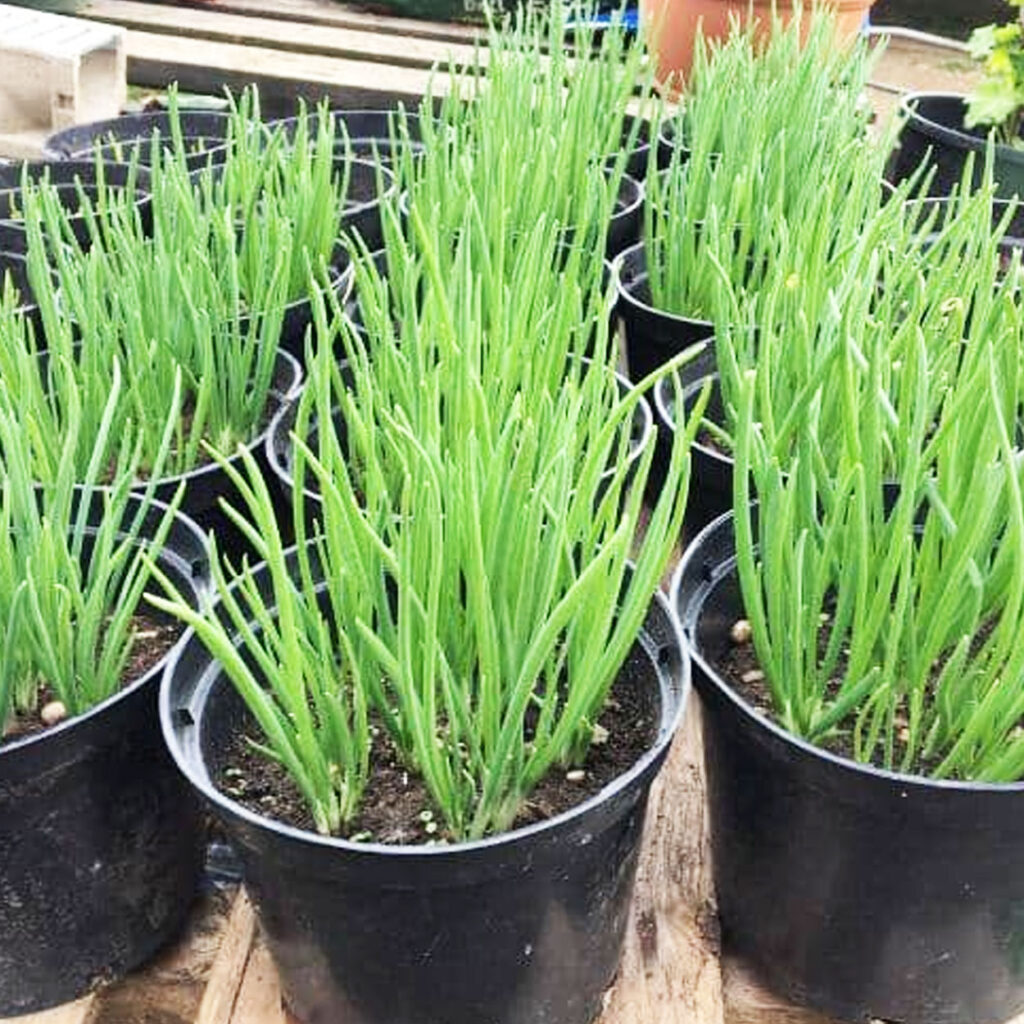 CEBOLLIN – Vivero El Encanto