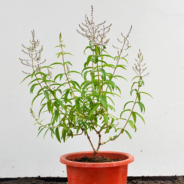 CEDRON – Vivero El Encanto