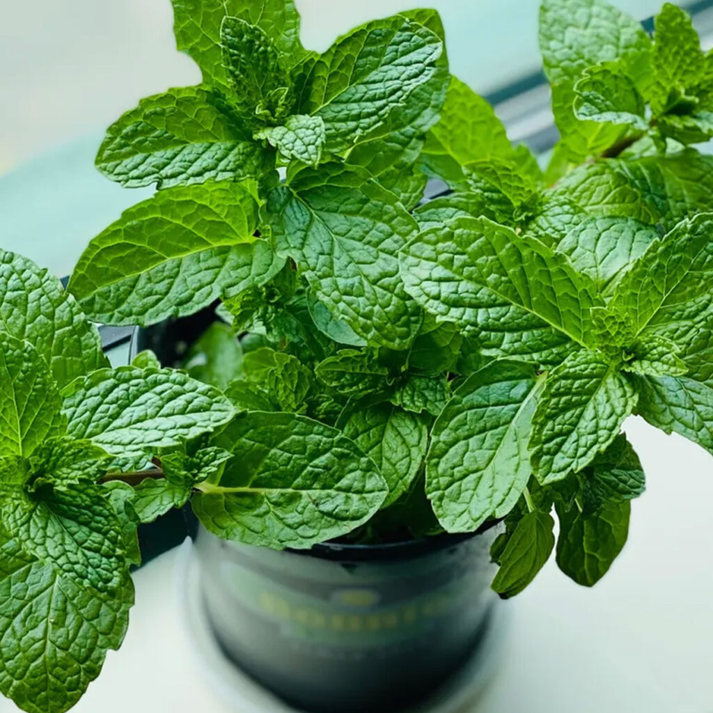 MENTA – Vivero El Encanto