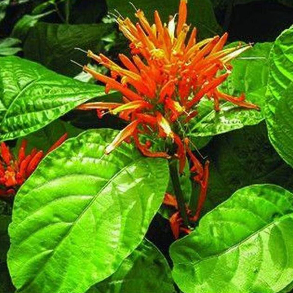 MUICLE – Vivero El Encanto