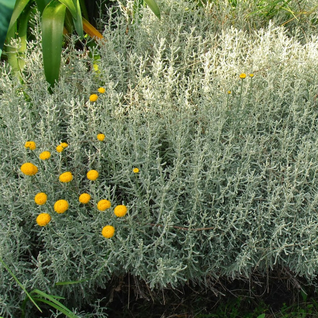 SANTOLIN – Vivero El Encanto