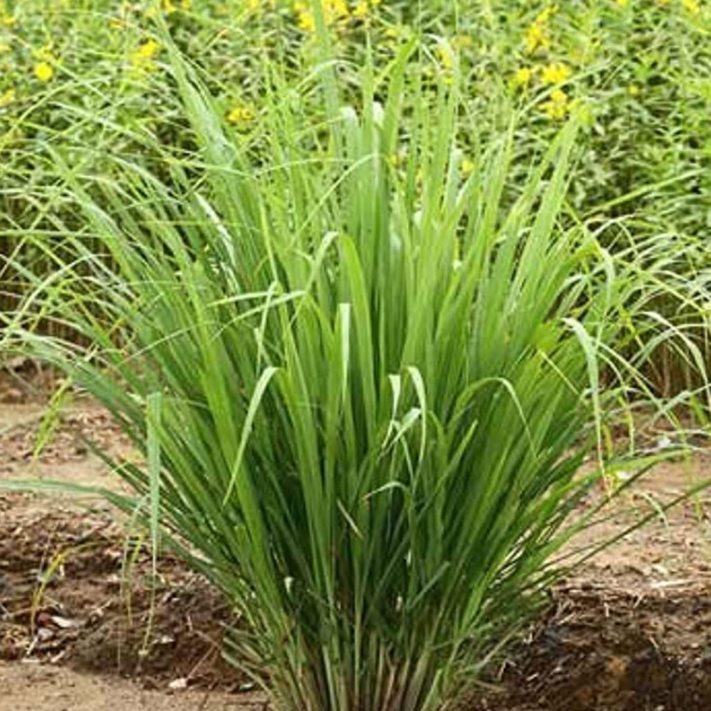 TE LIMON – Vivero El Encanto