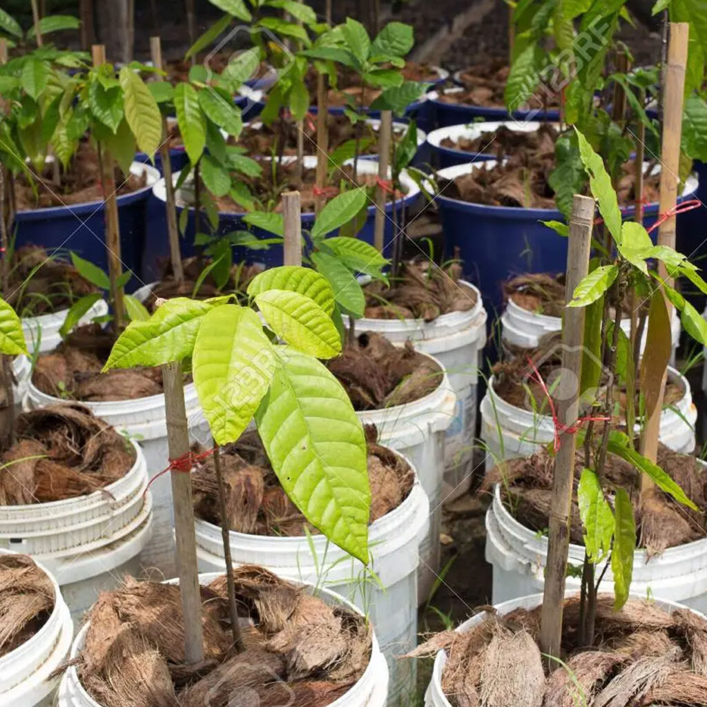 CACAO – Vivero El Encanto