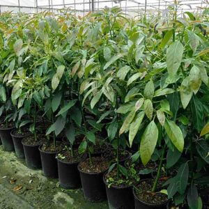 Catálogo – Vivero El Encanto