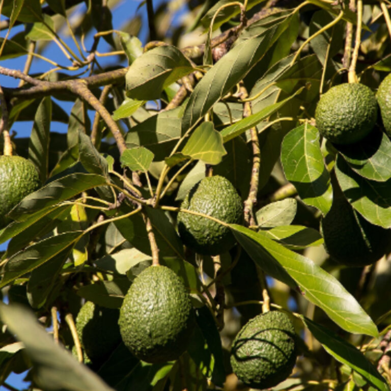 Catálogo – Vivero El Encanto