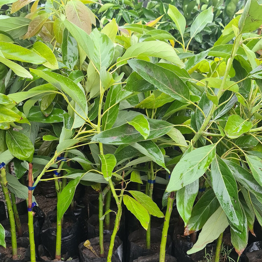 ALMENDRO – Vivero El Encanto