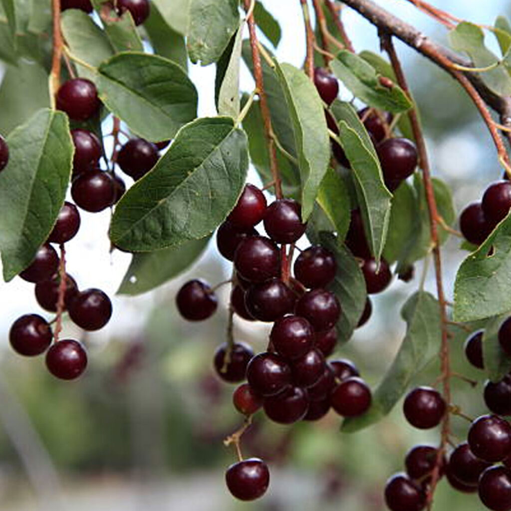 CAPULIN – Vivero El Encanto