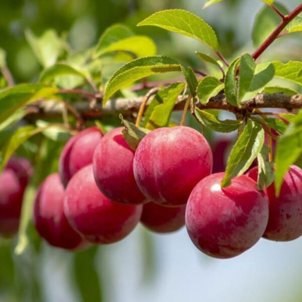 CIRUELA ROJA – Vivero El Encanto