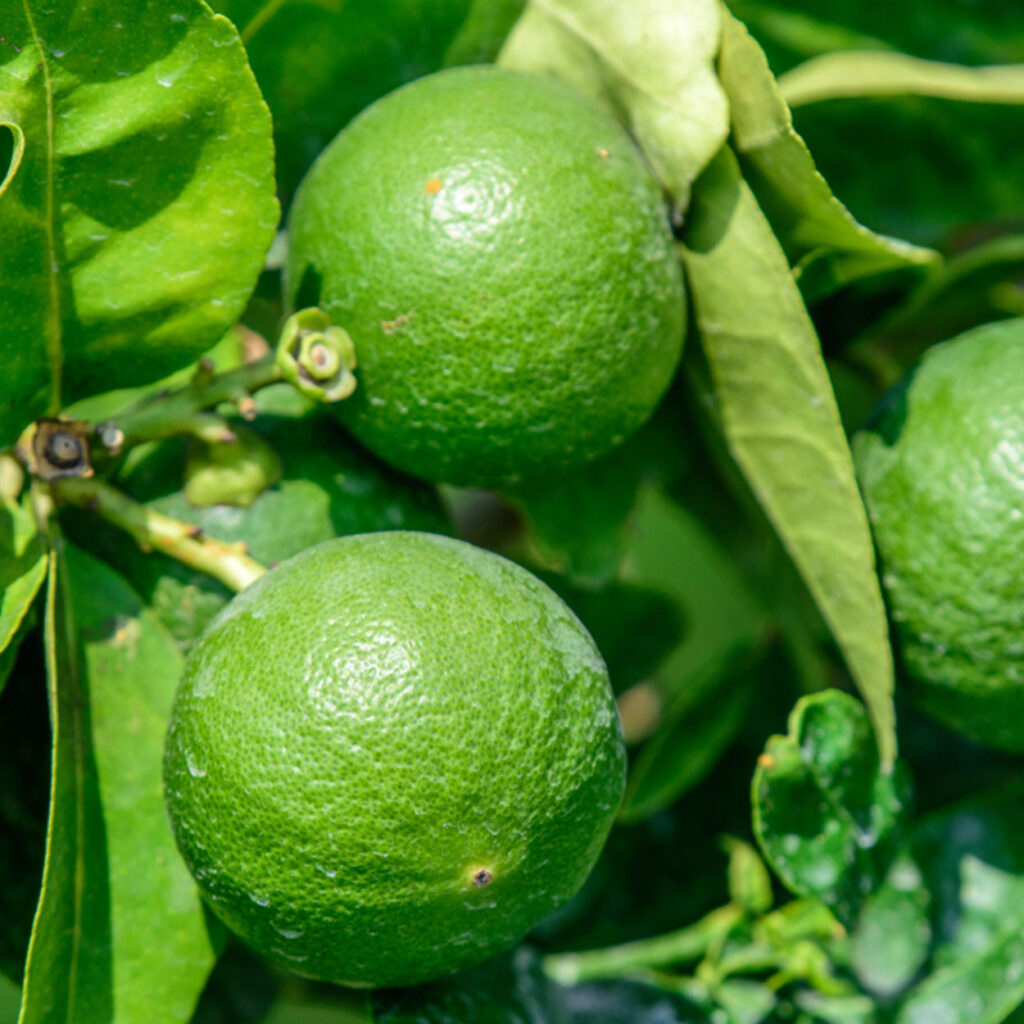 LIMON CRIOLLO – Vivero El Encanto
