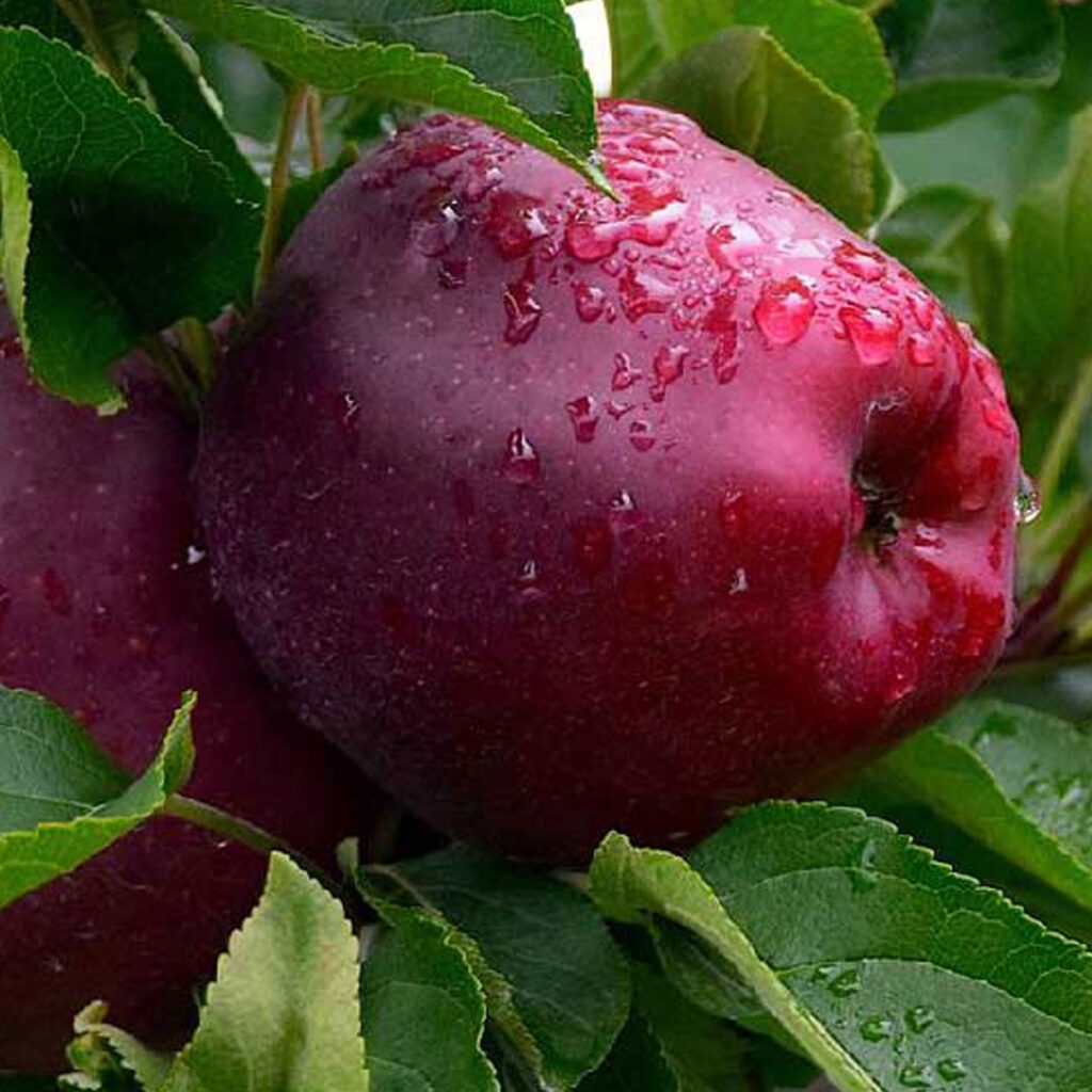 MANZANA RED DELICIOUS – Vivero El Encanto