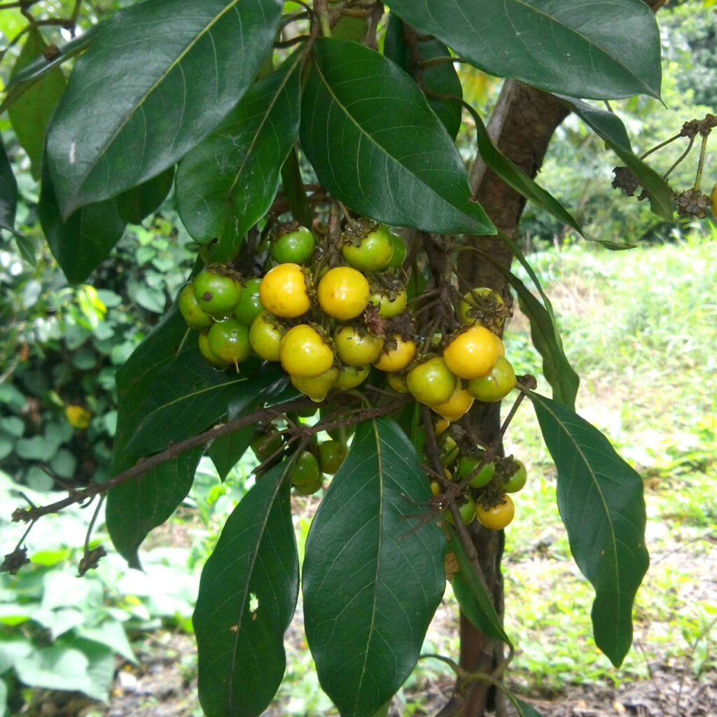 NANCHE – Vivero El Encanto