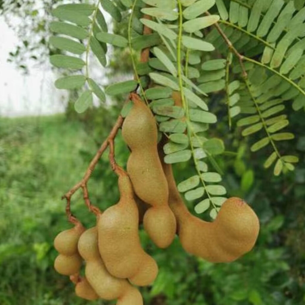 TAMARINDO – Vivero El Encanto