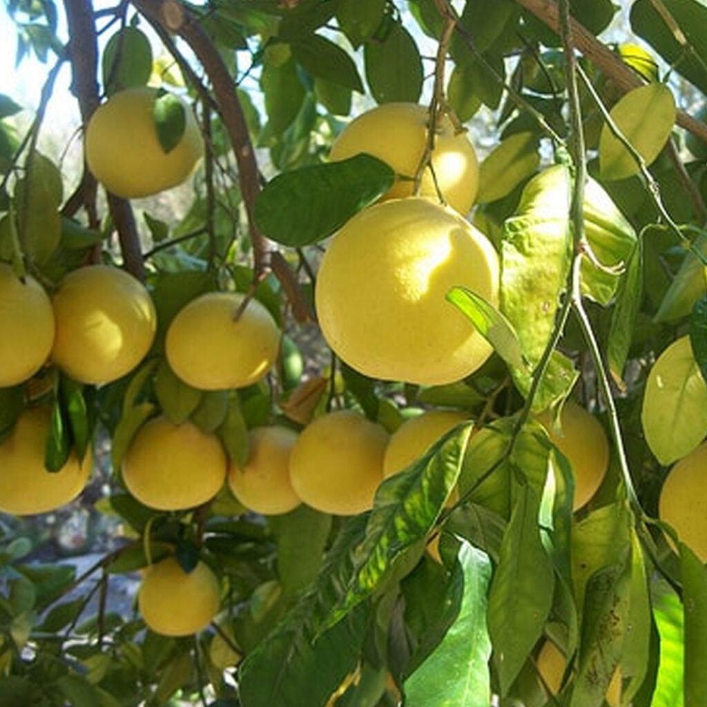 TORONJA – Vivero El Encanto