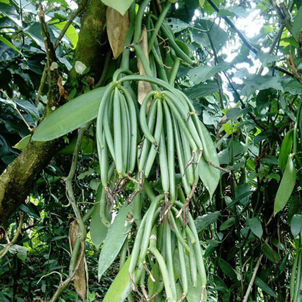 VAINILLA – Vivero El Encanto