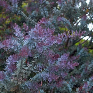 ACACIA MORADA – Vivero El Encanto