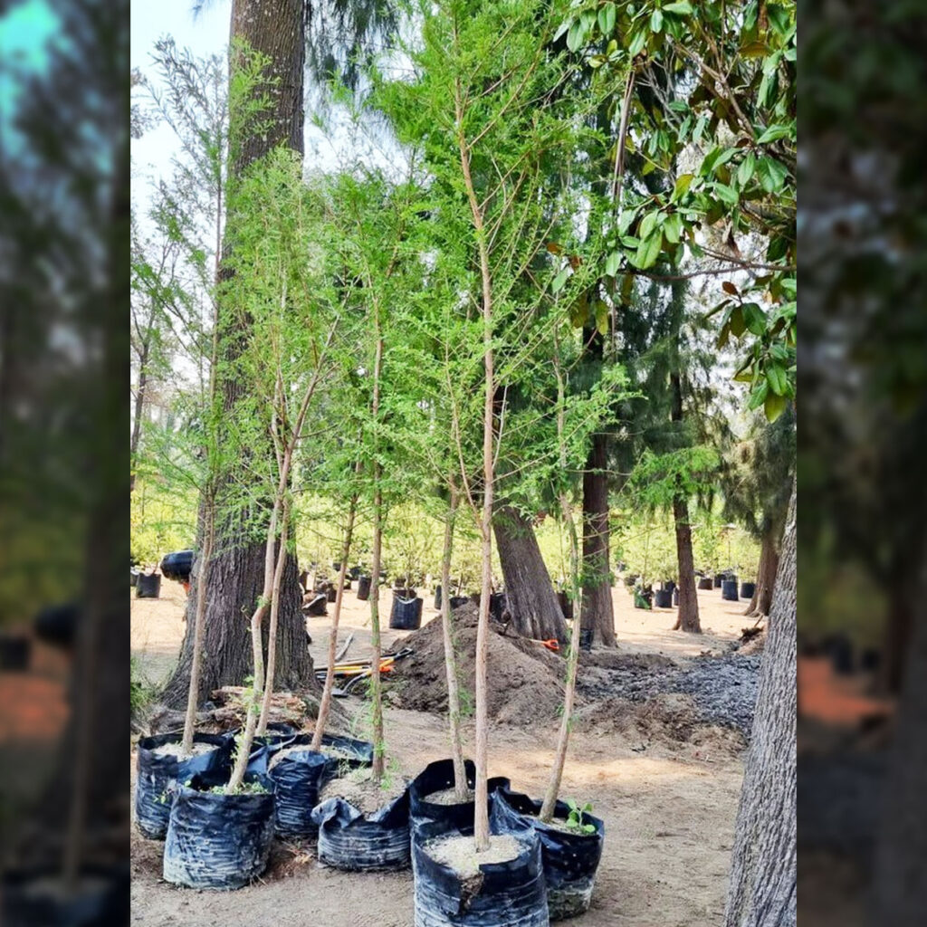 Catálogo – Vivero El Encanto