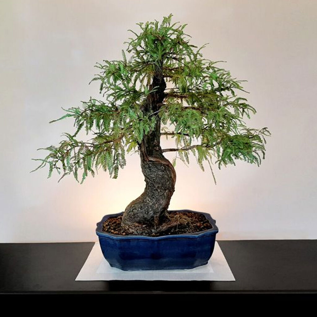 AHUEHUETE BONSAI – Vivero El Encanto