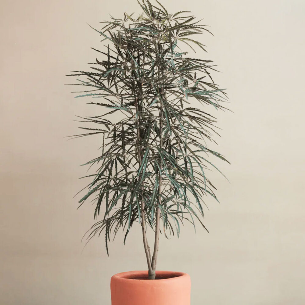 Arboles y Palmeras – Vivero El Encanto