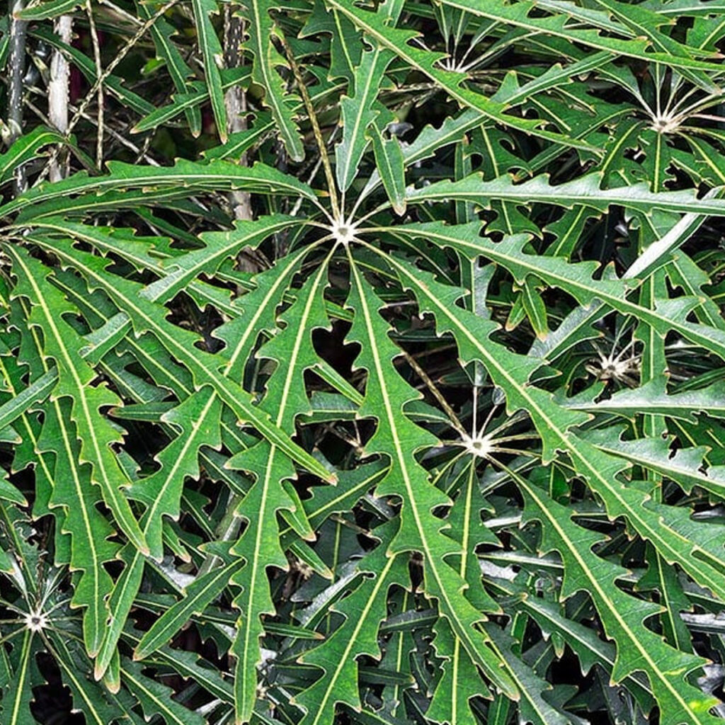 Arboles y Palmeras – Vivero El Encanto