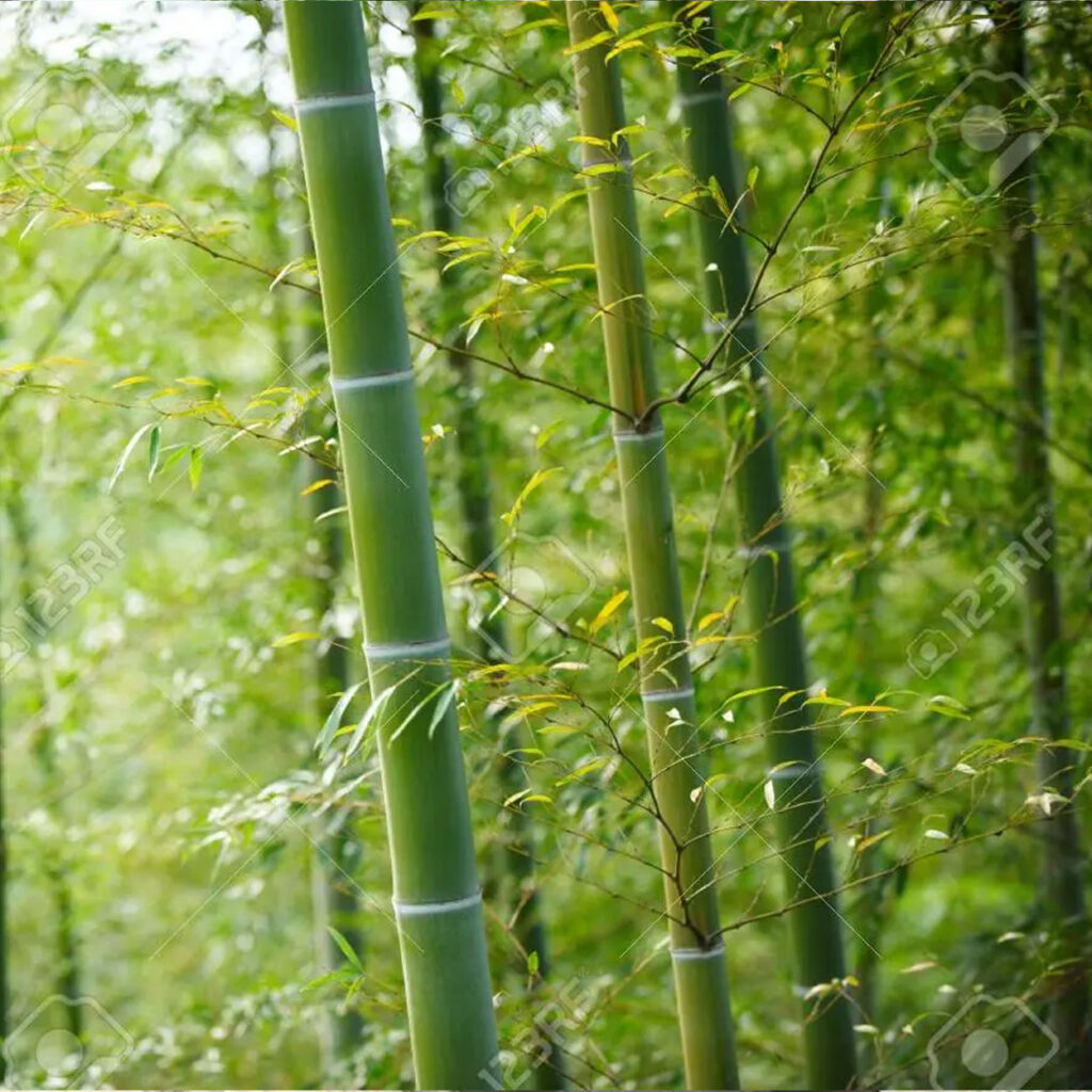 BAMBU CHINO VERDE – Vivero El Encanto