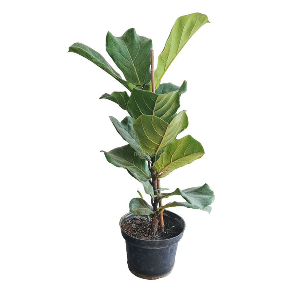 FICUS PANDURATA – Vivero El Encanto