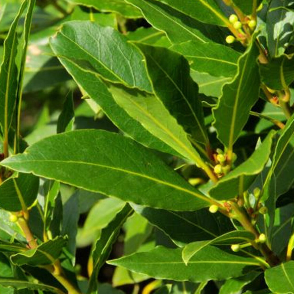 LAUREL – Vivero El Encanto