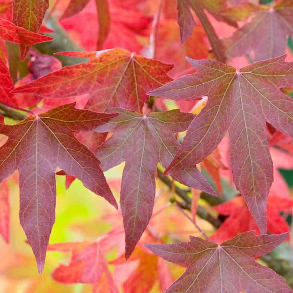 LIQUIDAMBAR – Vivero El Encanto