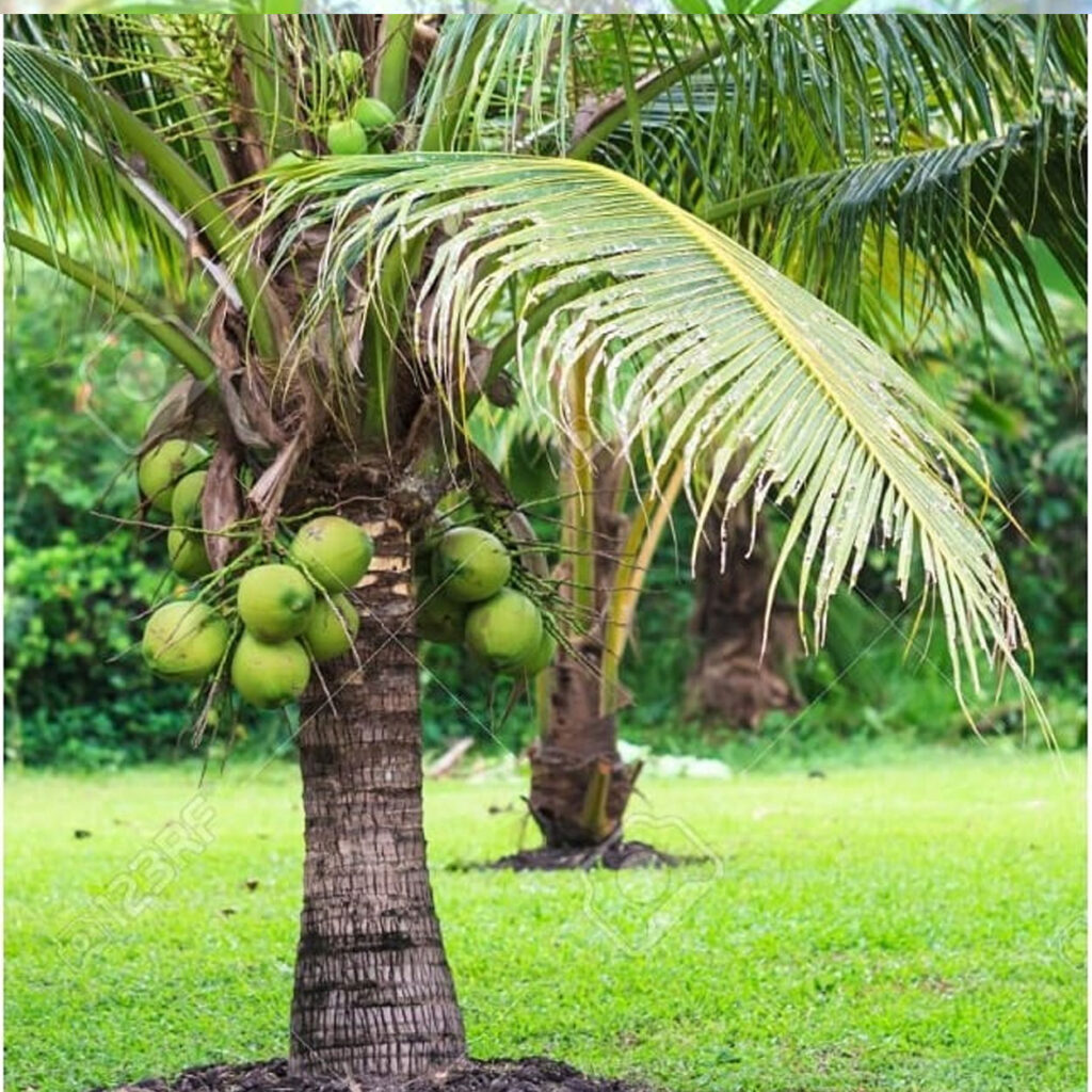 PALMA COCO ENANO – Vivero El Encanto
