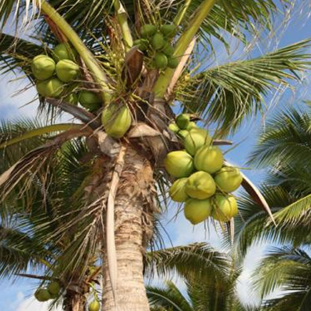 PALMA COCO MEDIANO – Vivero El Encanto