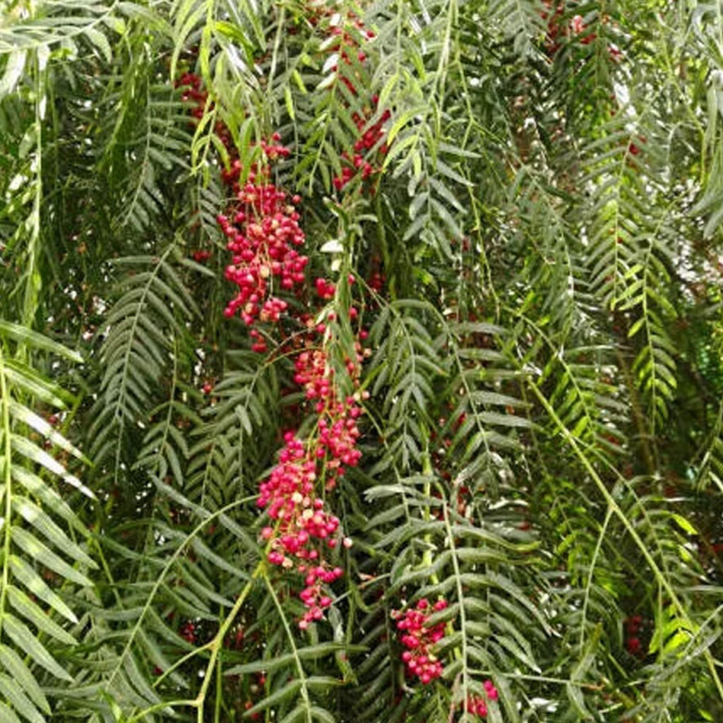 PIRUL AMERICANO – Vivero El Encanto