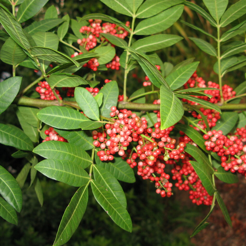 PIRUL BRASILEÑO – Vivero El Encanto