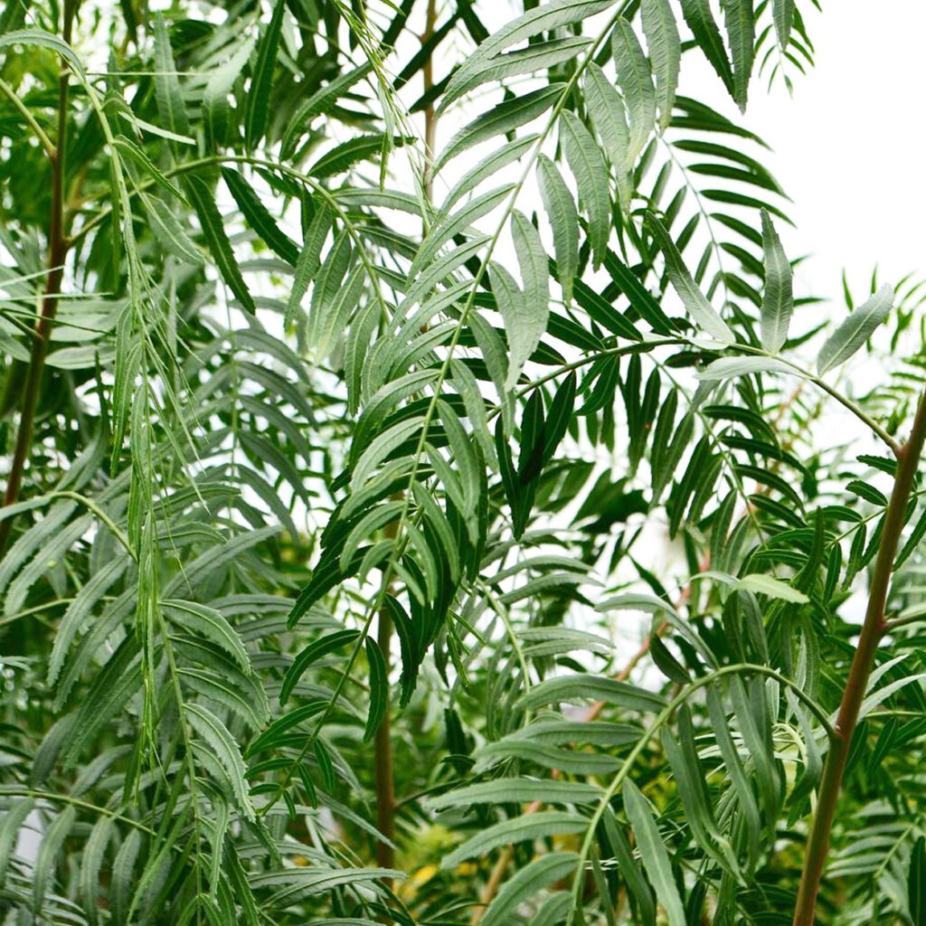 PIRUL MEXICANO – Vivero El Encanto