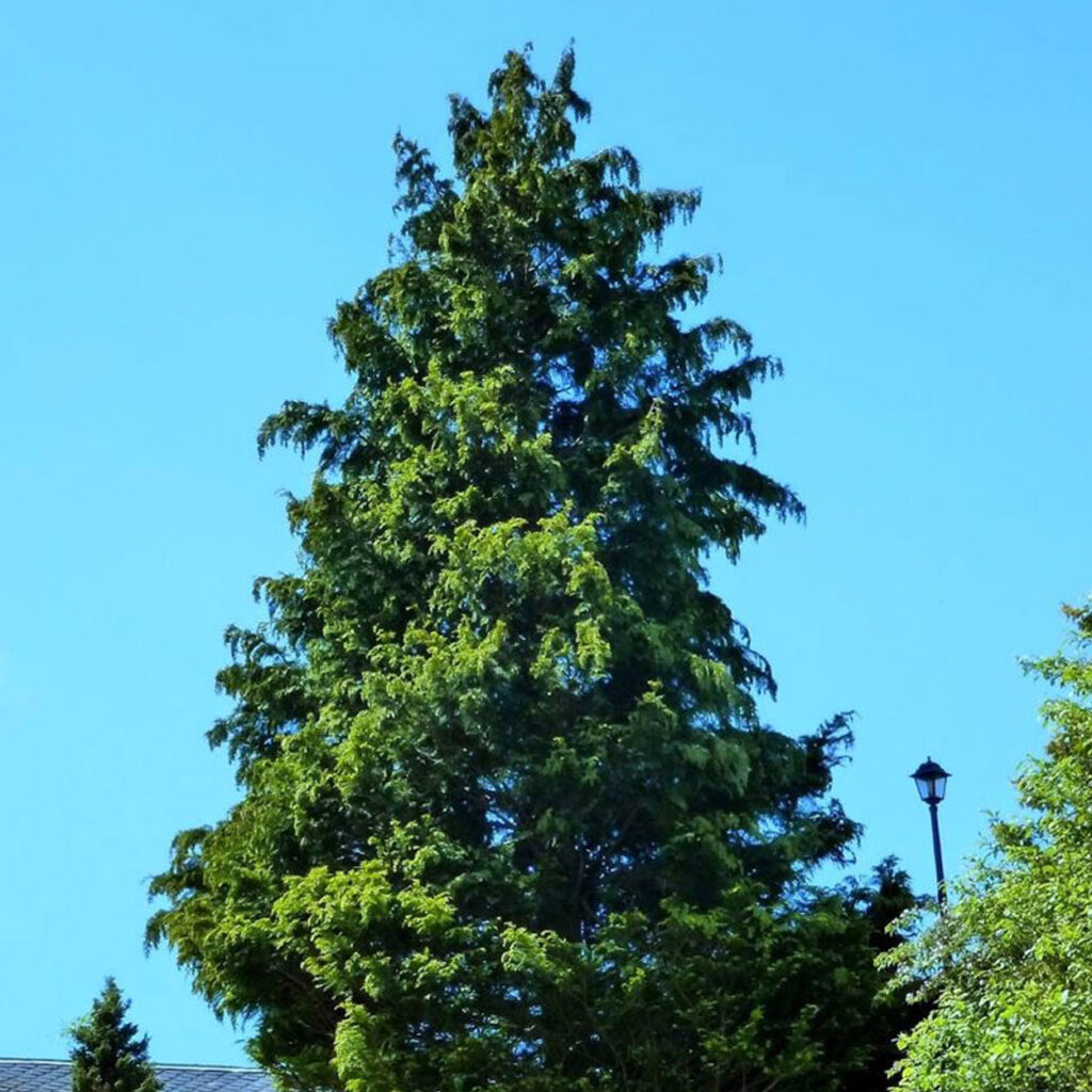 CEDRO BLANCO – Vivero El Encanto