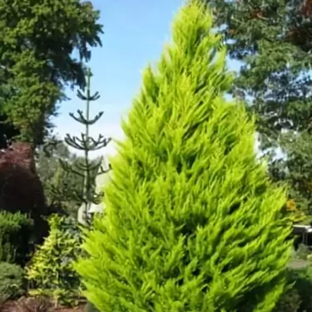 CEDRO LIMON – Vivero El Encanto